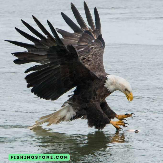 Eagle Catching Fish Videos A Majestic Sight