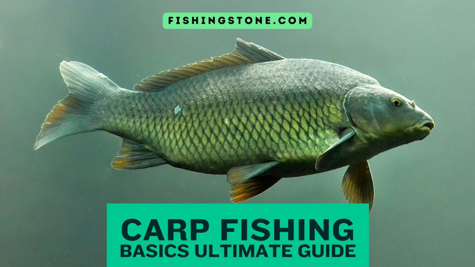Carp Fishing Basics Your Ultimate Guide Fishing Stone