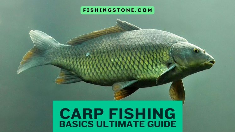 Carp Fishing Basics Your Ultimate Guide Fishing Stone
