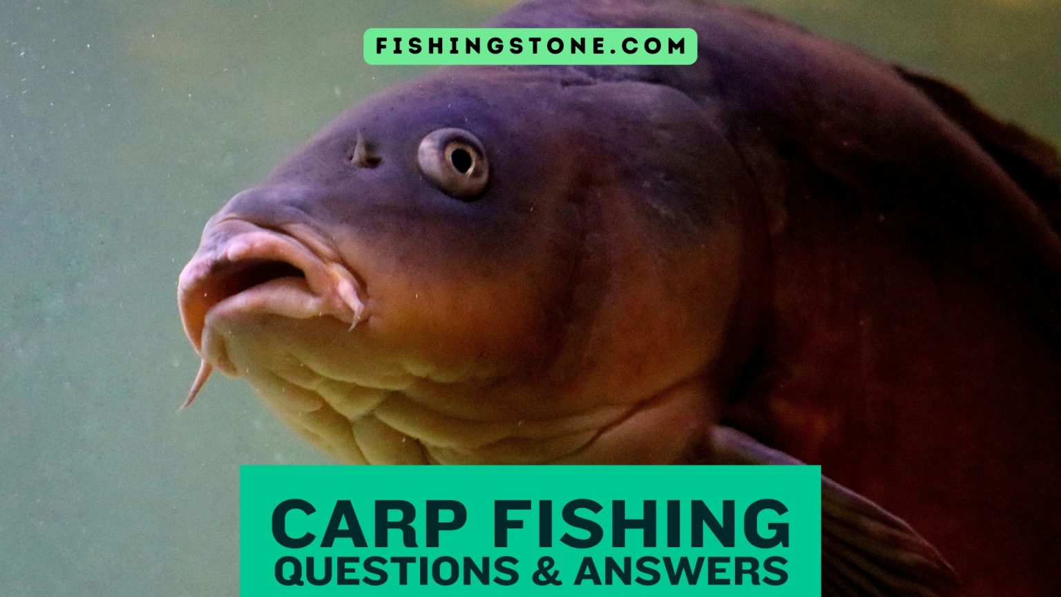 Carp Fishing Basics Your Ultimate Guide Fishing Stone