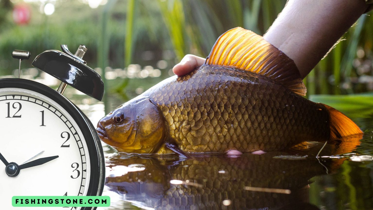Carp Fishing Basics Your Ultimate Guide Fishing Stone